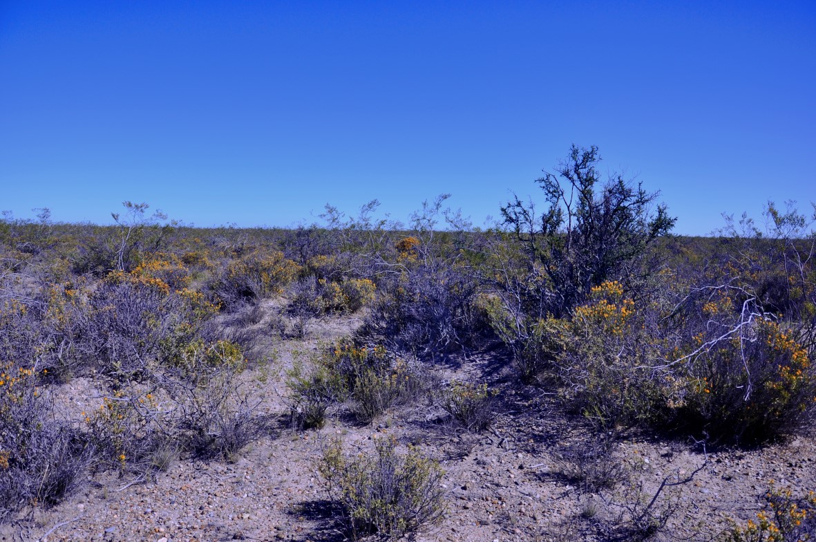 Artrópodos, arbustos y pastoreo en el Monte austral | IPEEC