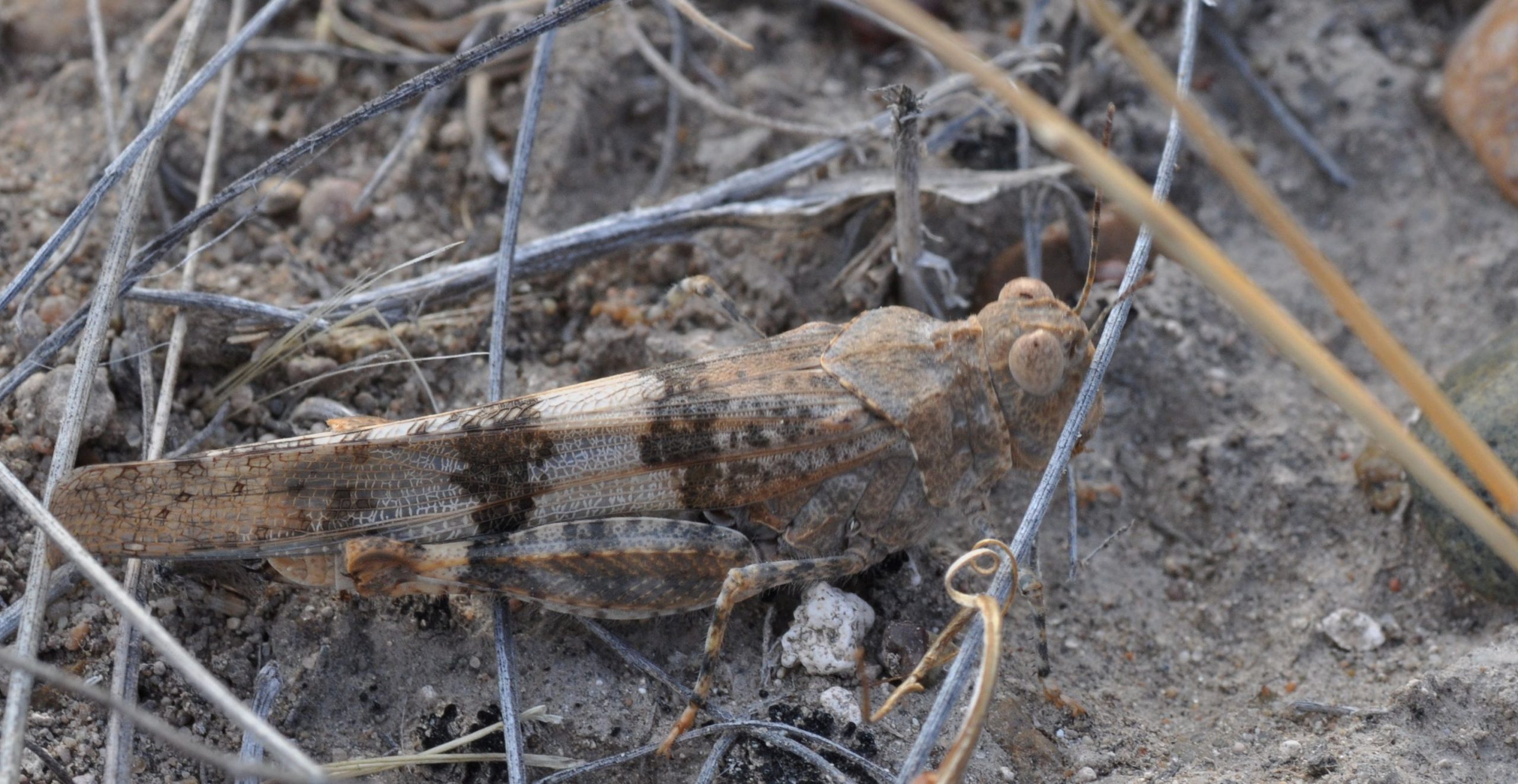 Incrementando el conocimiento de los insectos en el Norte de la P